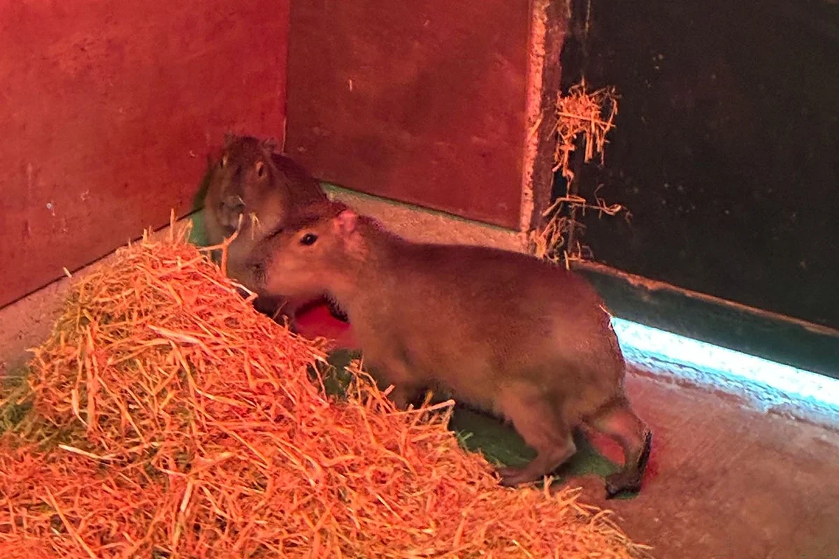 Samba Capybara Escaped Marwell: New Sightings Narrow Search Area — Mogaz